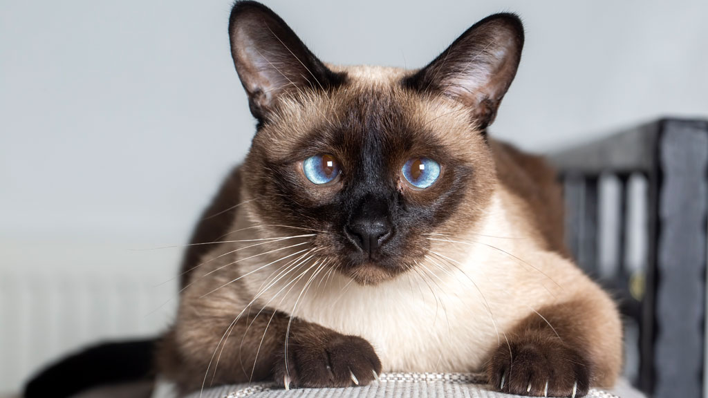 Was macht die reinrassige Siamkatze so besonders? - pets-plus.de