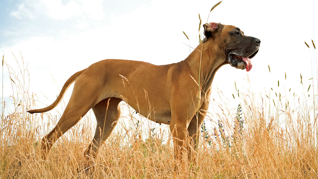 Deutsche Dogge Lebenserwartung - pets-plus.de